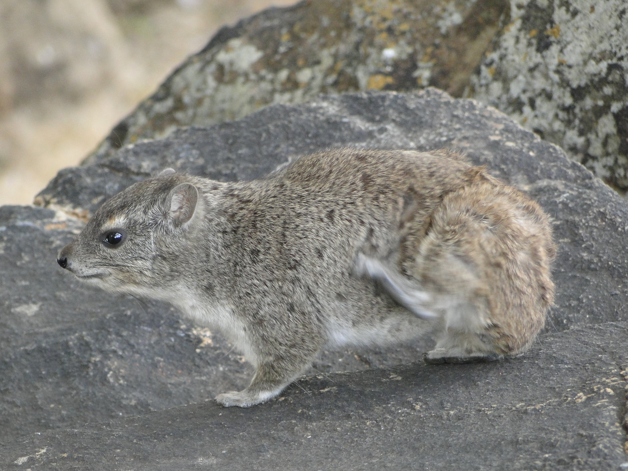 Photogenic Hyrax - Nyika Silika
