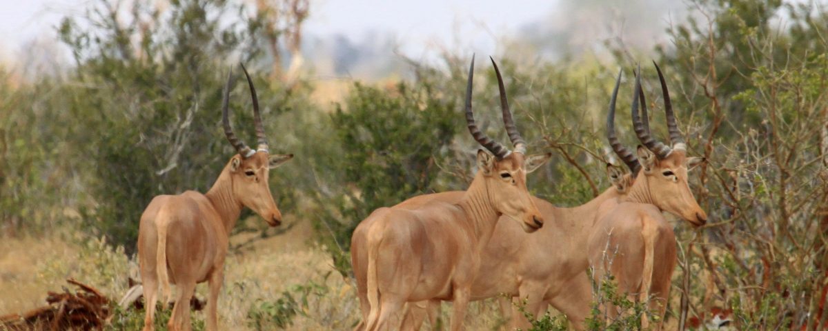 The Hirola or Hunter’s hartebeest. - Nyika Silika