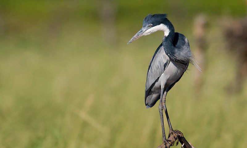 The Black Headed Heron - A town's Spectacle - Nyika Silika