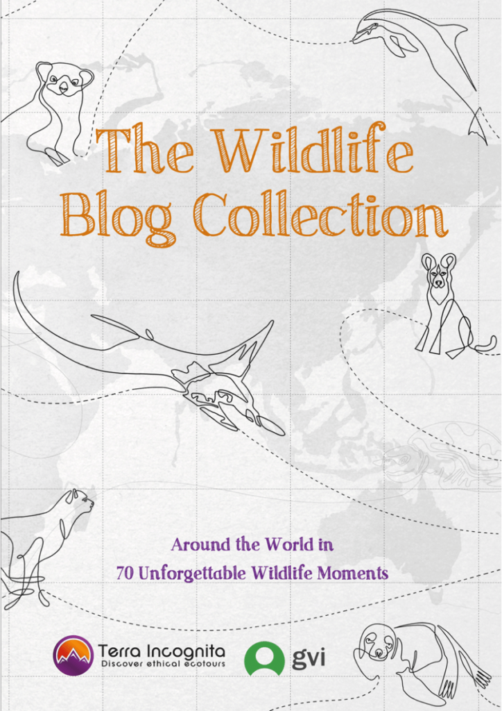 Unbowed by Wangari Maathai [Book Review] - Nyika Silika